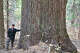 How the largest pine tree in the world was discovered in Yosemite