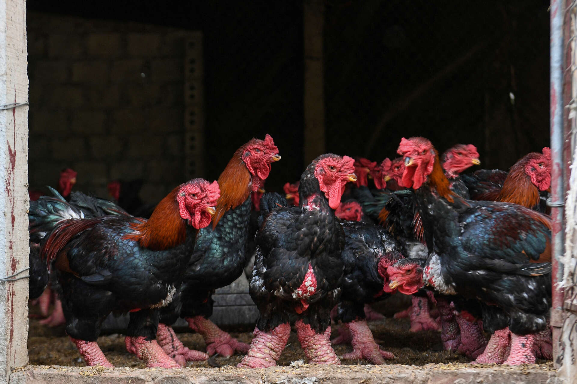 Texas woman's smuggling operation kills rare Dang Tao chickens