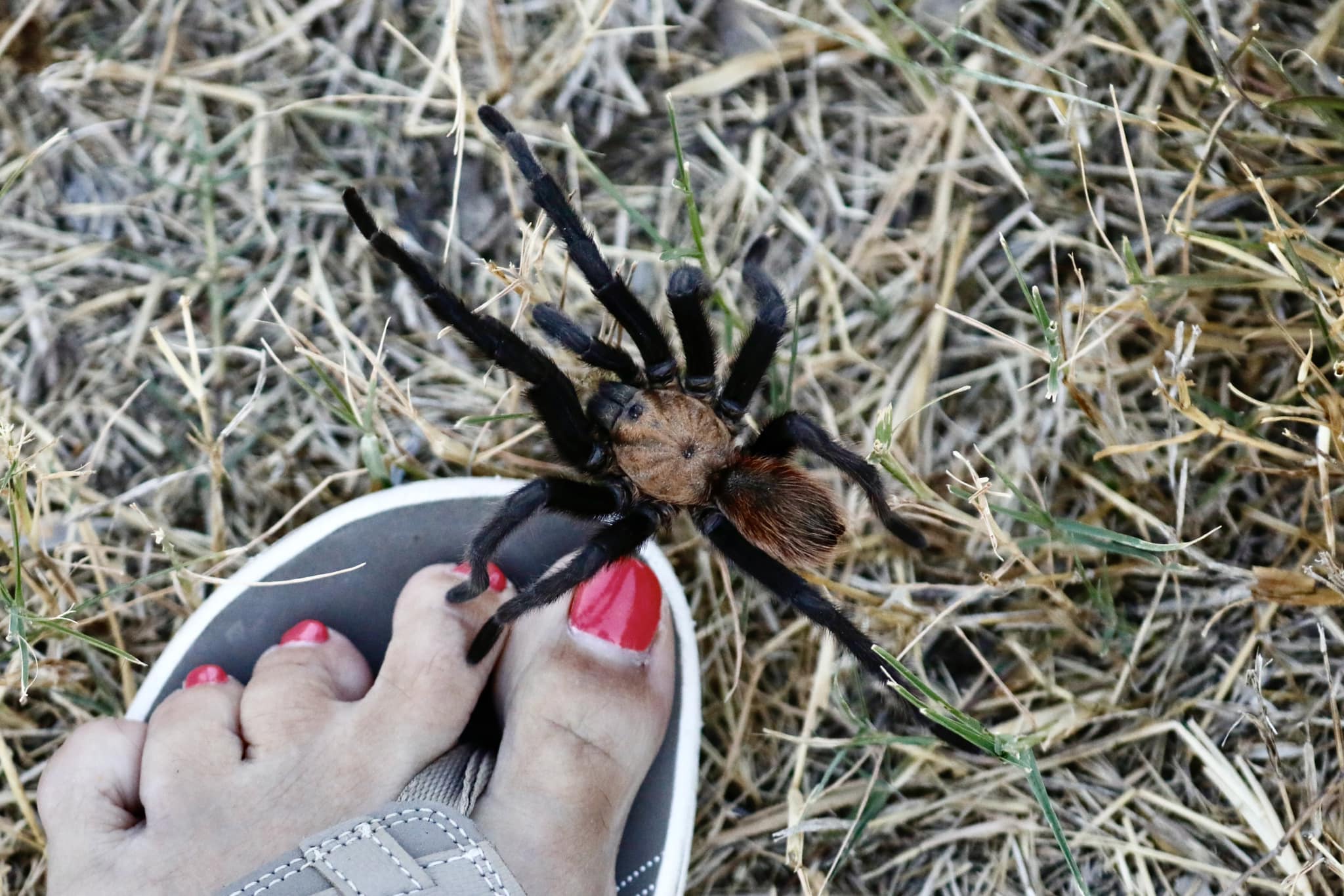 texas tarantula migration