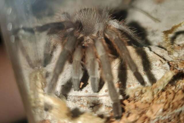 Why tarantulas are being spotted more often in Texas now