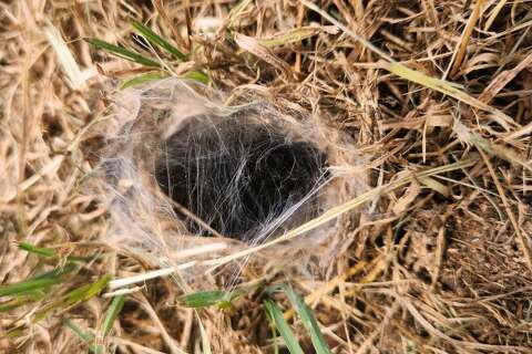 Why tarantulas are being spotted more often in Texas now