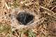 Why tarantulas are being spotted more often in Texas now