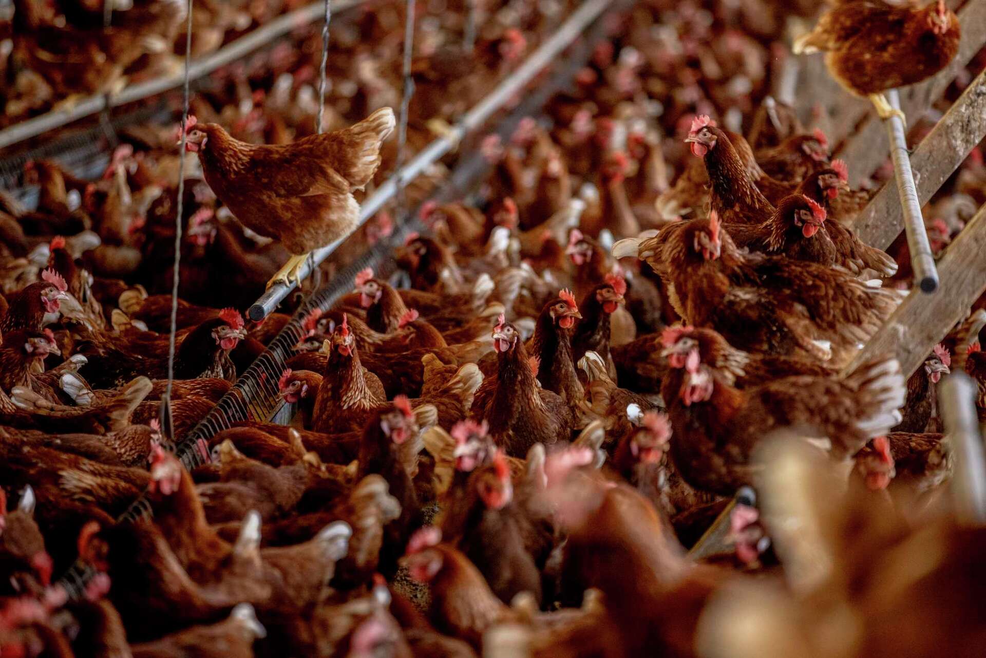 Controversial Sonoma County Measure J losing in victory for big farms