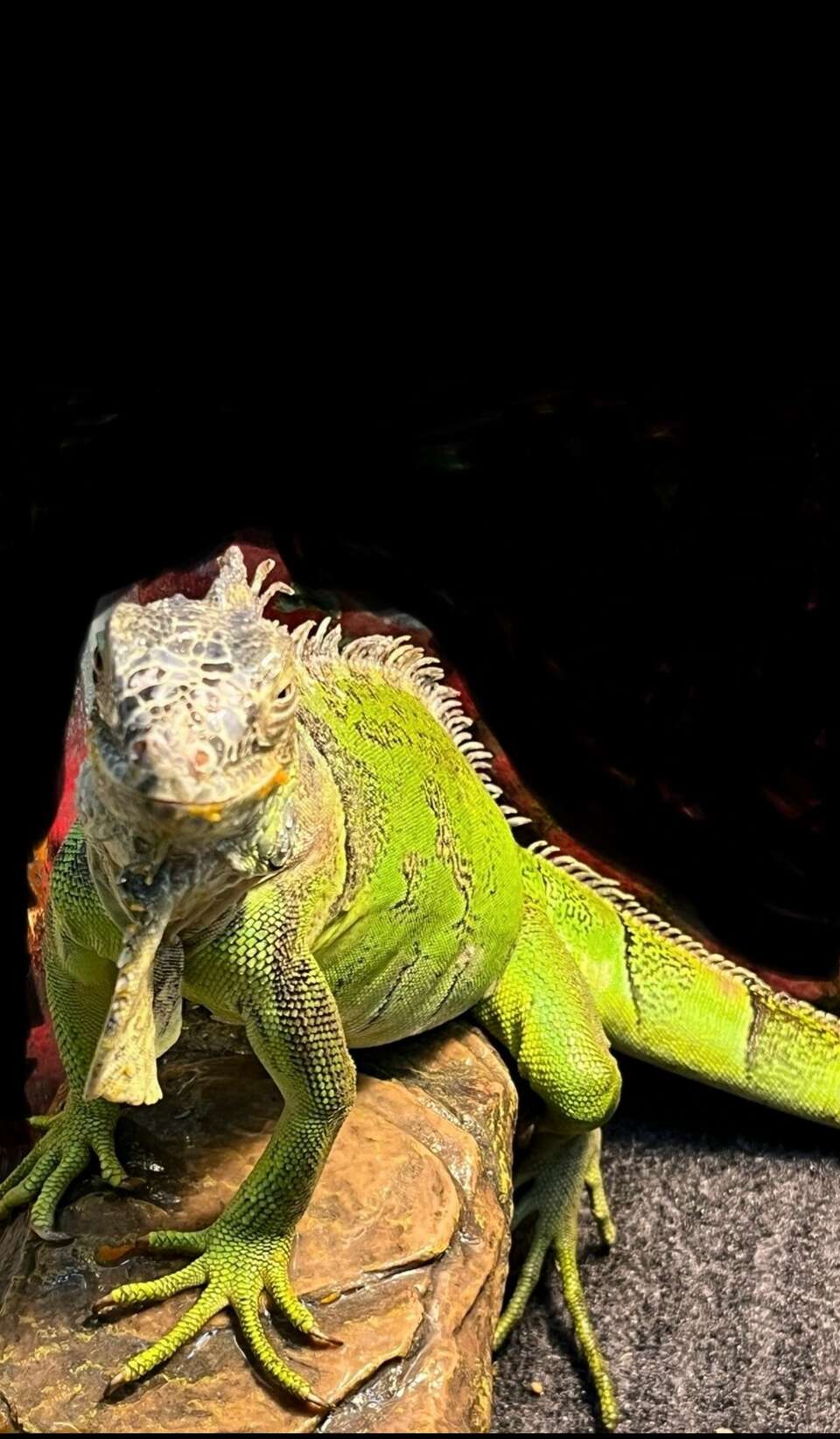 Escaped iguana Oogie Boogie back home after missing for months in CT