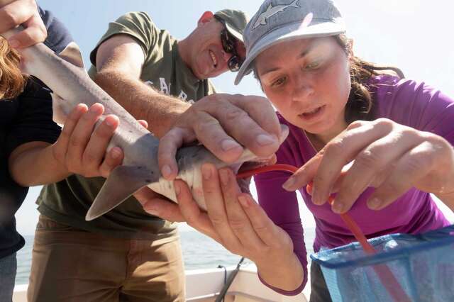 Vials of shark blood, ousted CEO, lawsuits: SF institution in turmoil