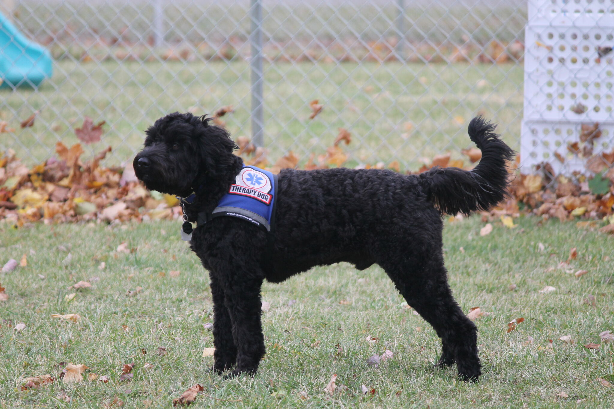 Trinity Lutheran School students benefit from therapy dog Bode