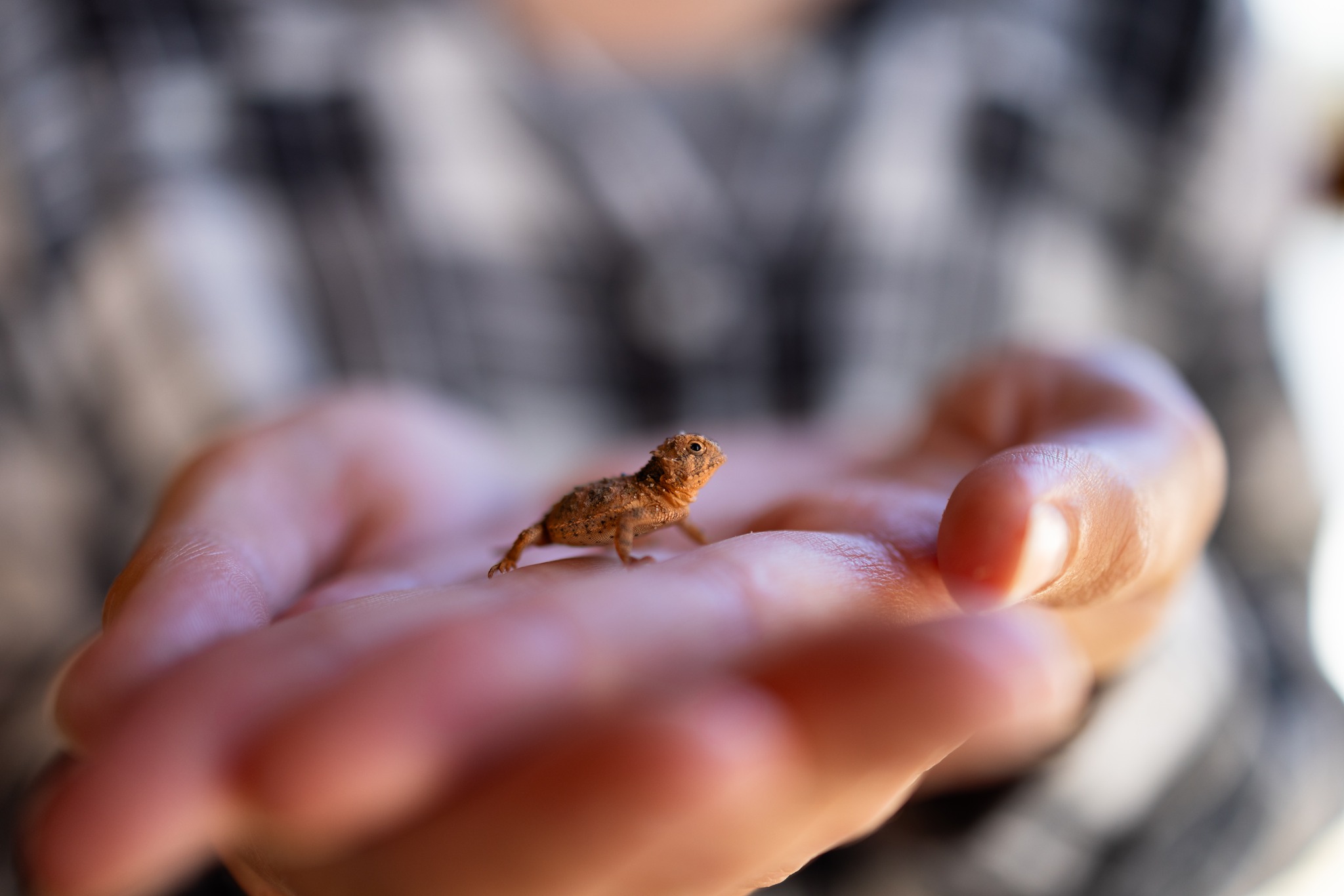 More than 600 Texas horned lizards released to the wild