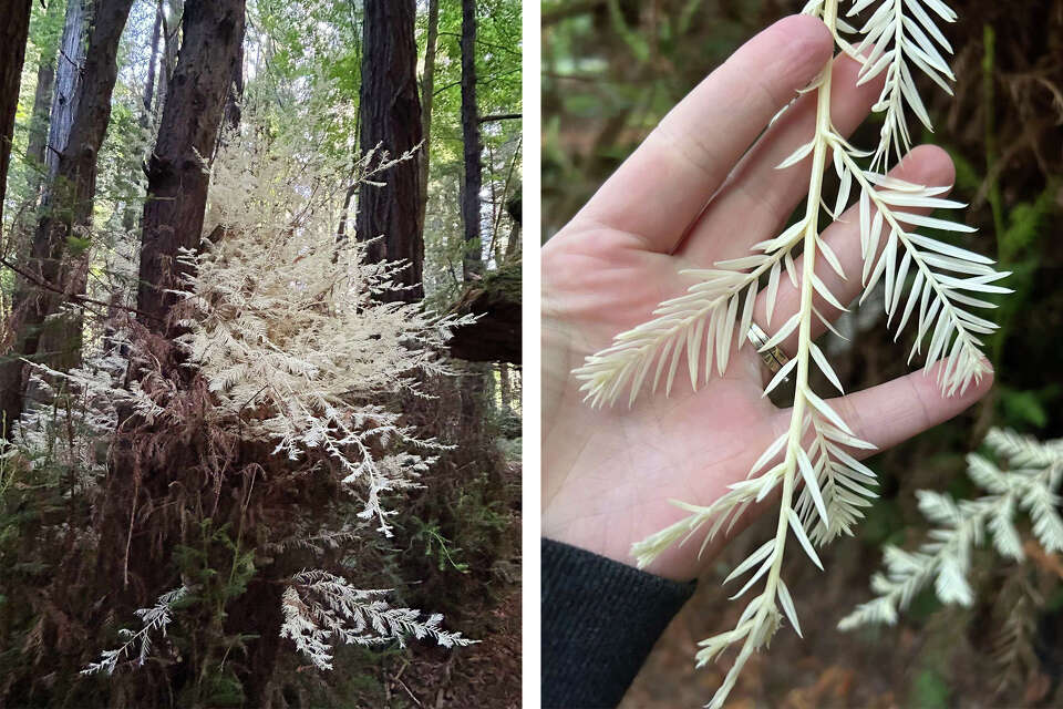 The rarest redwoods in the world can be found inside a Calif. park