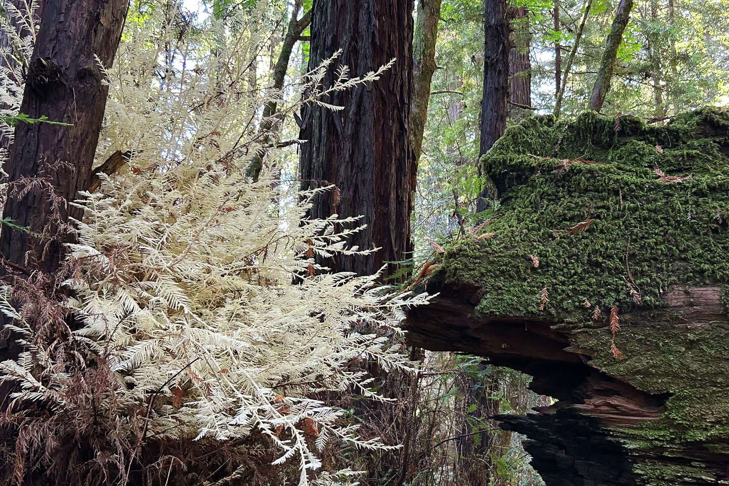The rarest redwoods in the world can be found inside a Calif. park