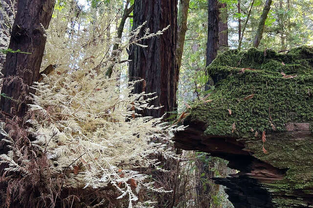 The rarest redwoods in the world can be found inside a Calif. park