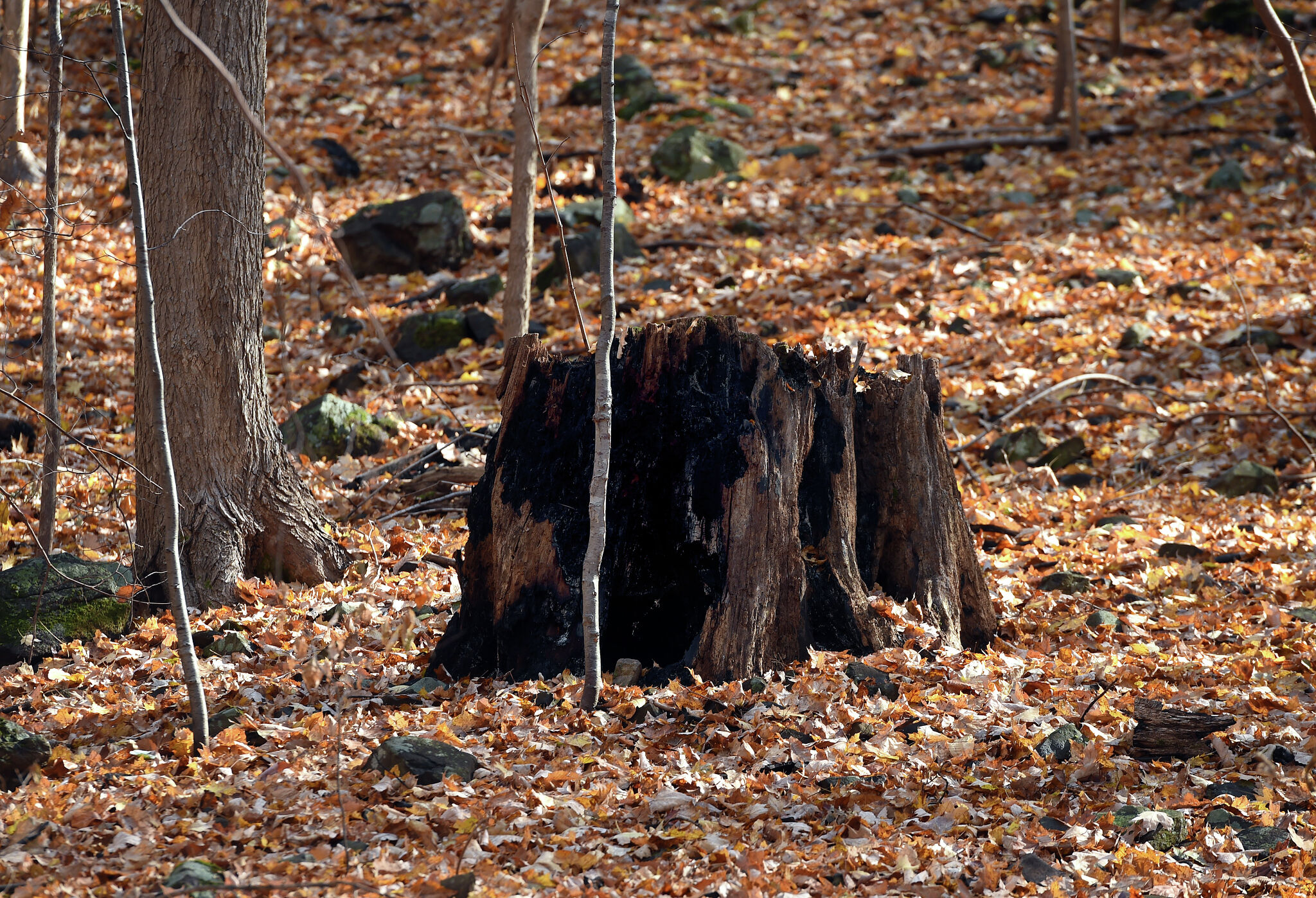 Fire danger level high in CT Thursday, environmental officials say