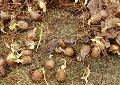 Why there are far more acorns than usual in Connecticut this year
