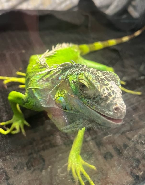 Escaped iguana Oogie Boogie back home after missing for months in CT