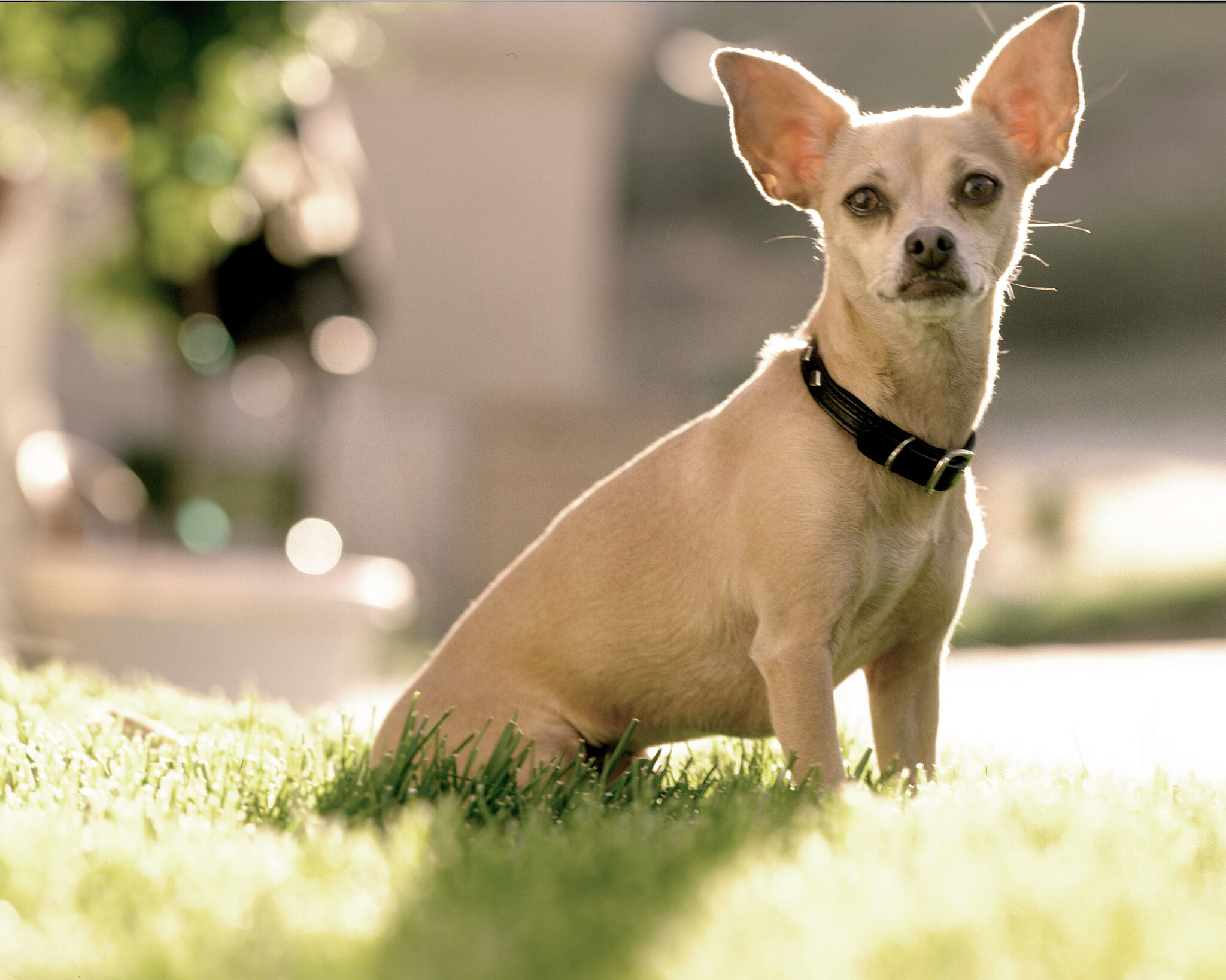 How Doug Emhoff and a 'Psycho Chihuahua' took down Taco Bell