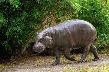 'Moo Deng, who?': Houston Zoo welcomes new pygmy hippo