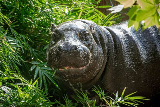 'Moo Deng, who?': Houston Zoo welcomes new pygmy hippo