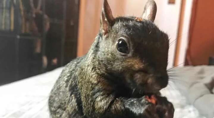 Peanut the squirrel was euthanized by the NY DEC
