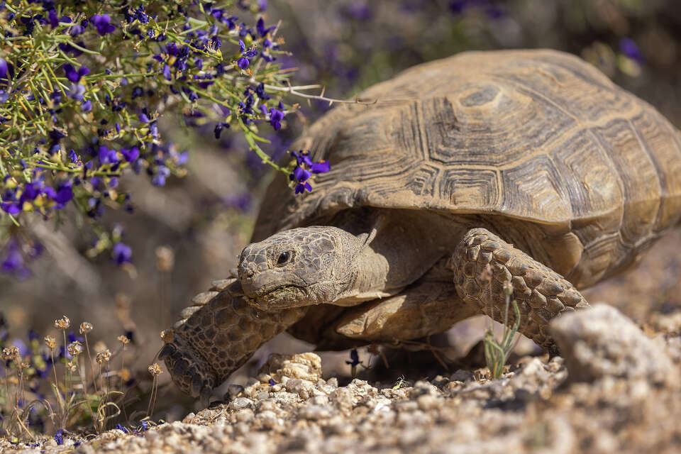 400 Fish and Wildlife firings could lead to extinctions in Joshua Tree