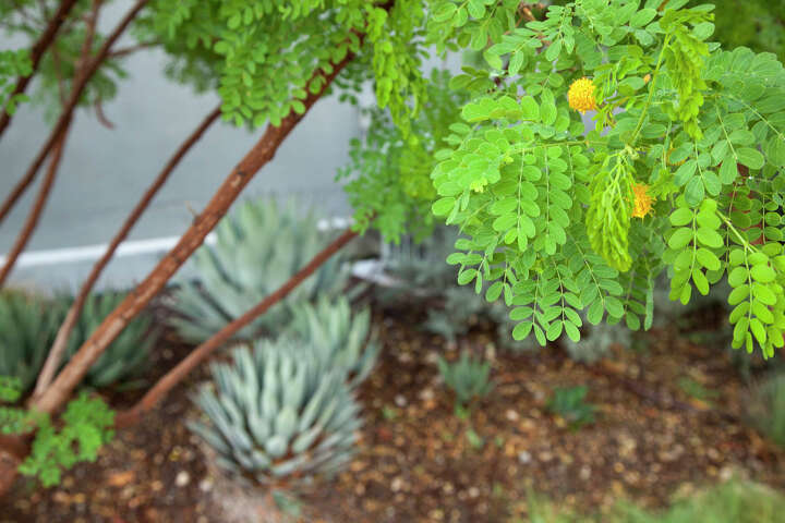 12 heat- and drought-tolerant desert plants to add to landscape