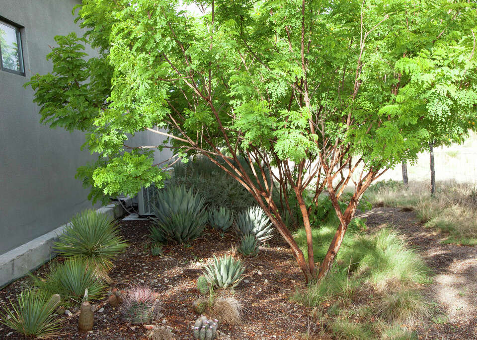12 heat- and drought-tolerant desert plants to add to landscape