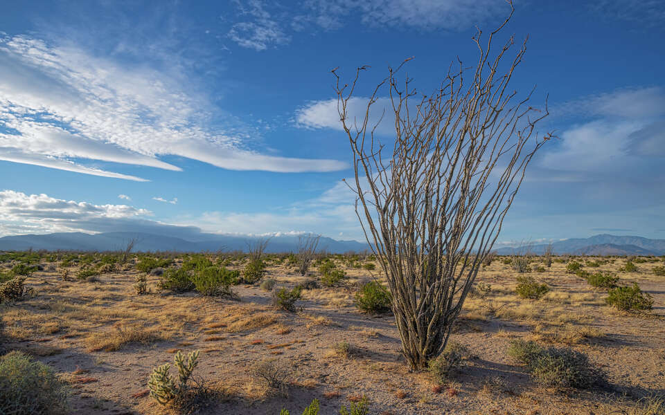 12 heat- and drought-tolerant desert plants to add to landscape