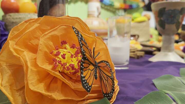 Monarch butterfly conservation highlighted during Día de los Muertos
