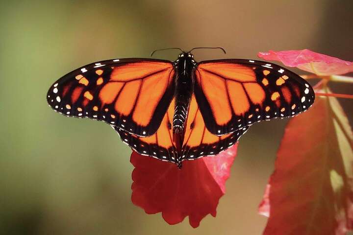 Monarch butterfly conservation highlighted during Día de los Muertos