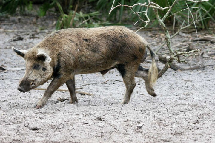Deion Sanders shows off Texas ranch, reveals hog problem