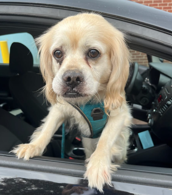 Owner who abandoned dog in East Haven now faces charges, officials say