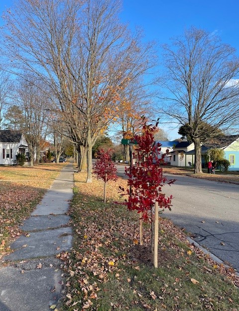 Frankfort Tree Board plants 15 trees with $3,000 grant