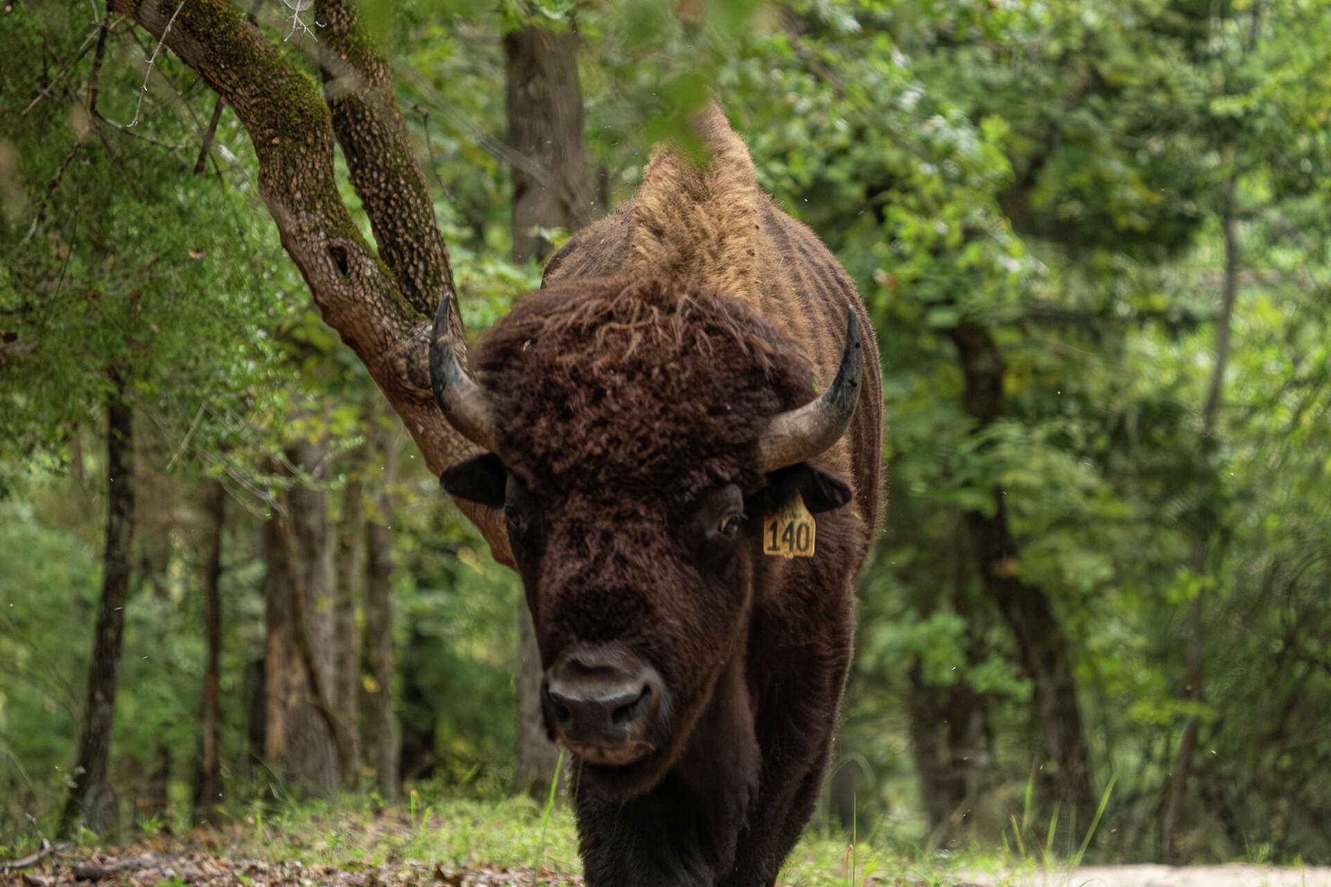 Karns Ranch offers buffaloes, zebras at its $16.4M Texas home