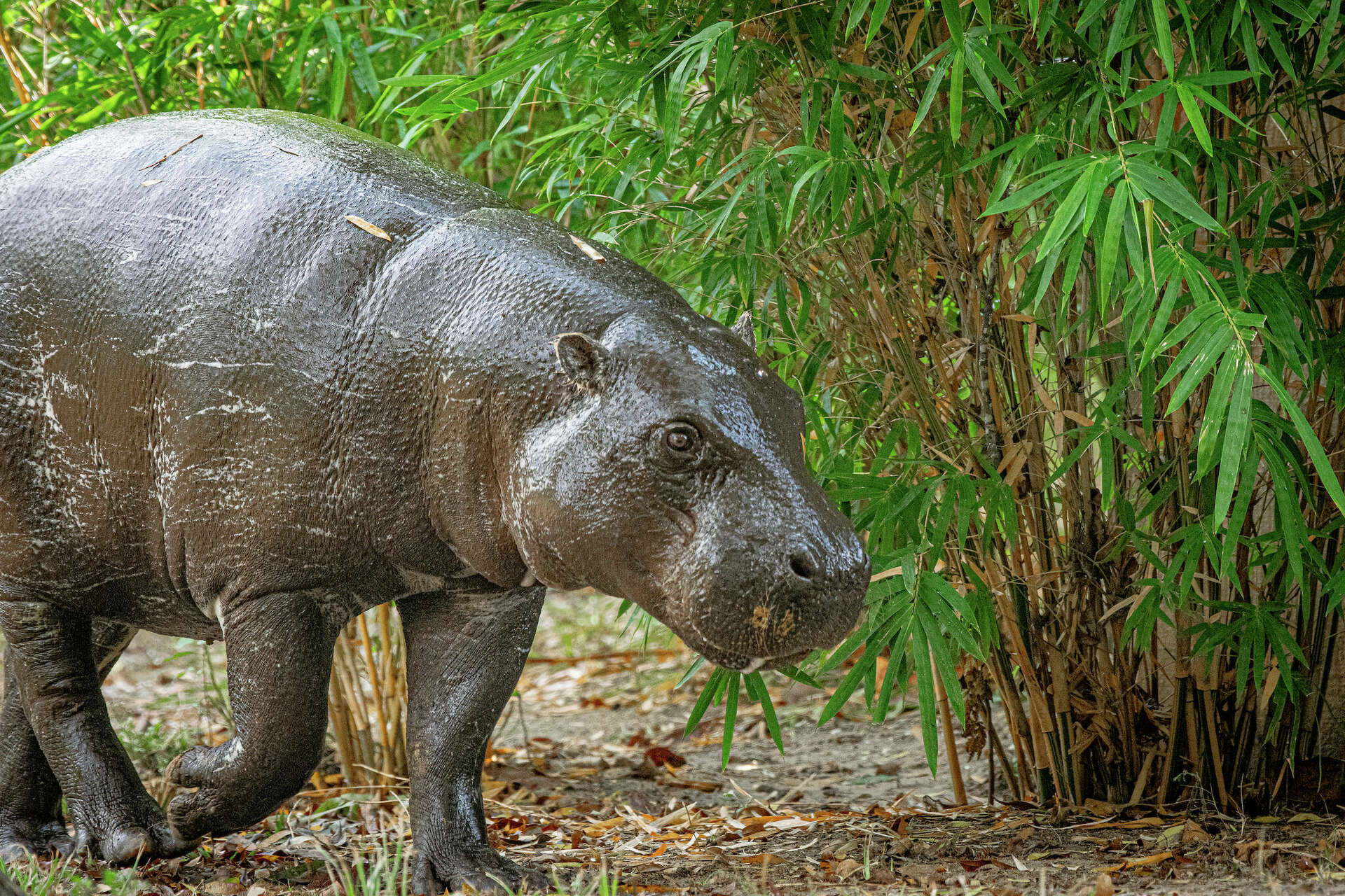 Akobi, the pygmy hippo, is the Houston Zoo's newest arrival