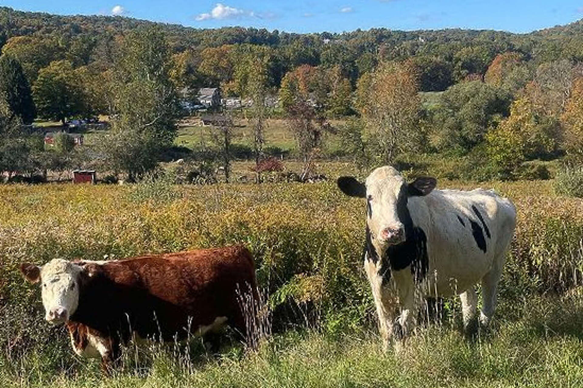 Democrats’ dairy farming bill draws ire of upstate Republicans