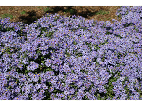 Easy-to grow asters could light up your fall Texas garden