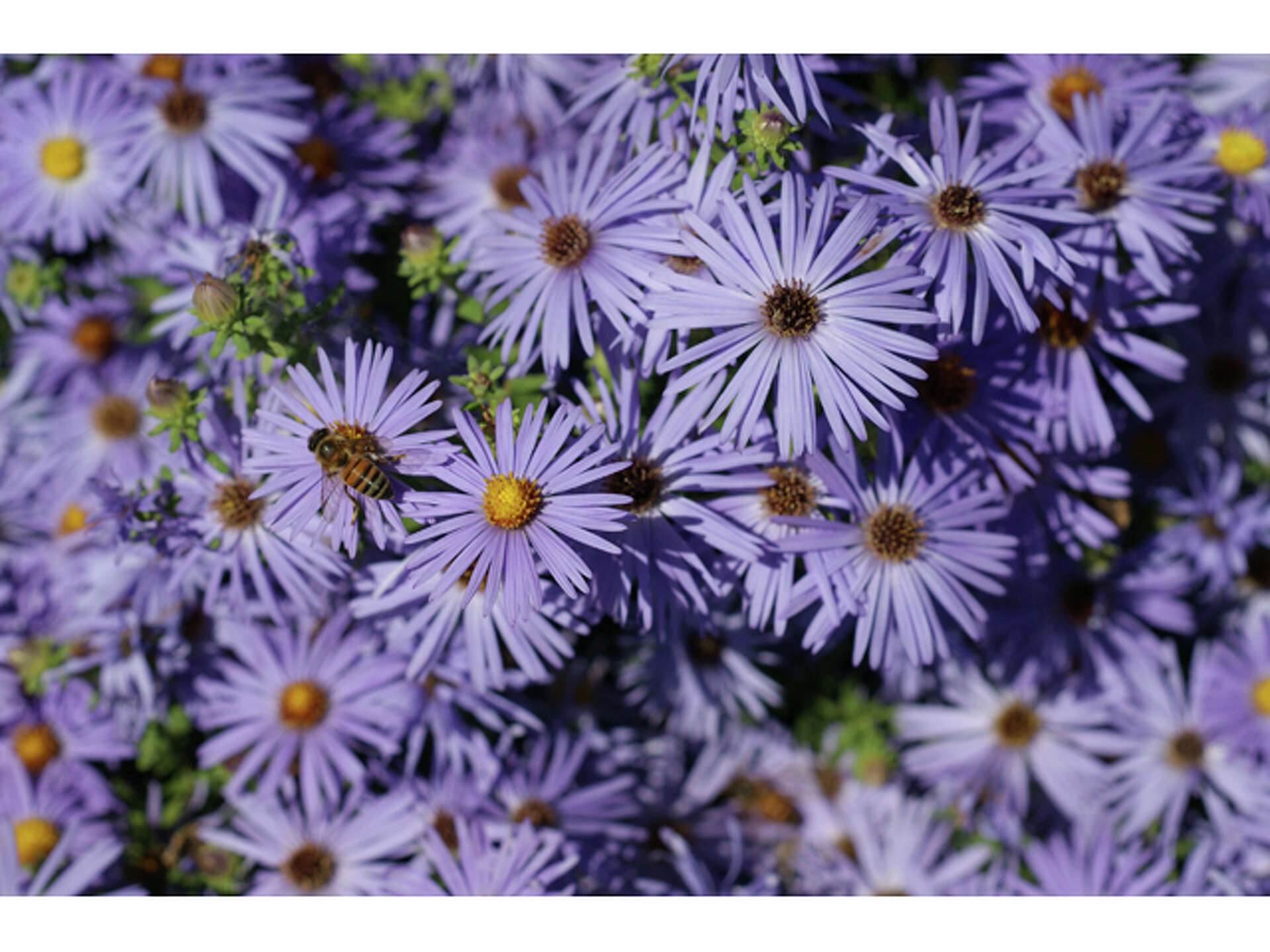 Easy-to grow asters could light up your fall Texas garden