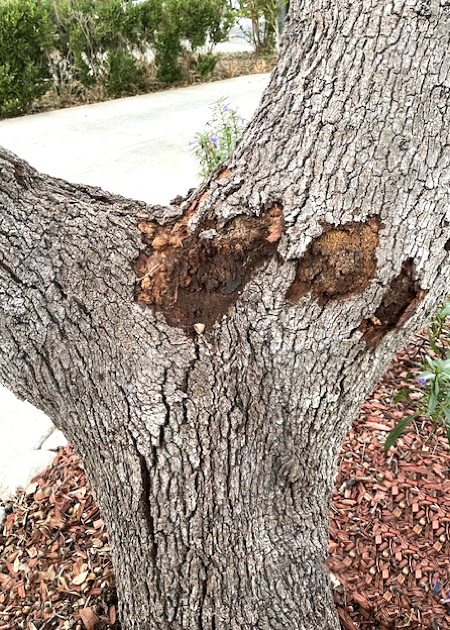 Contact certified arborist now if your oak tree looks like this