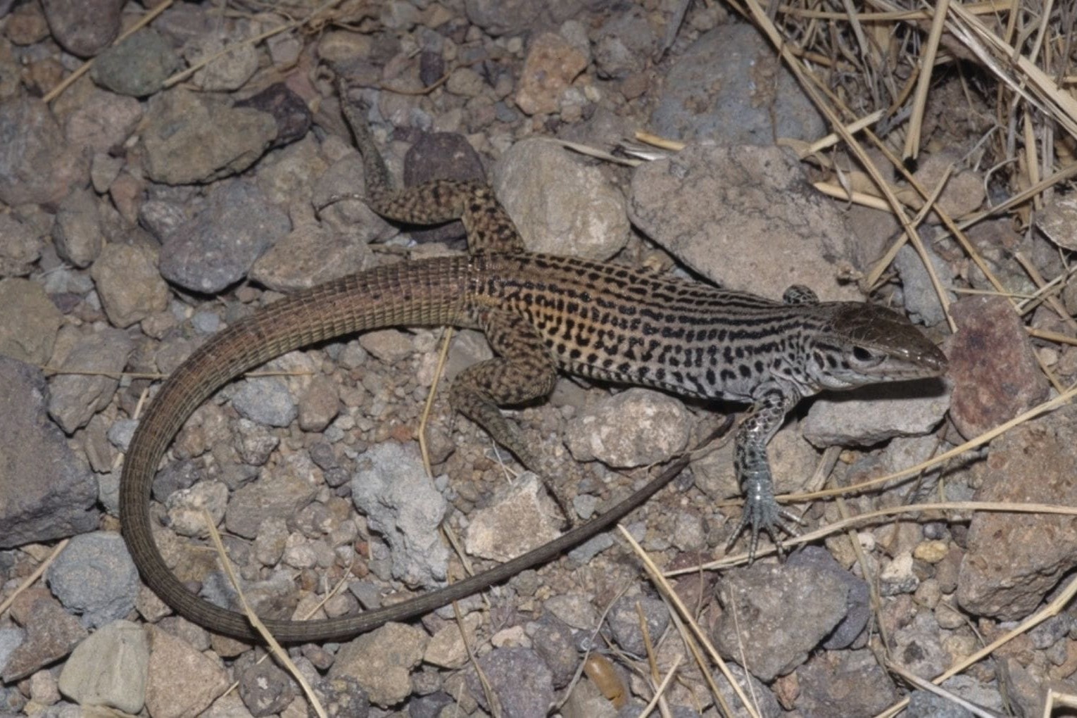 Texas researchers begin quest for rare, new lizard species