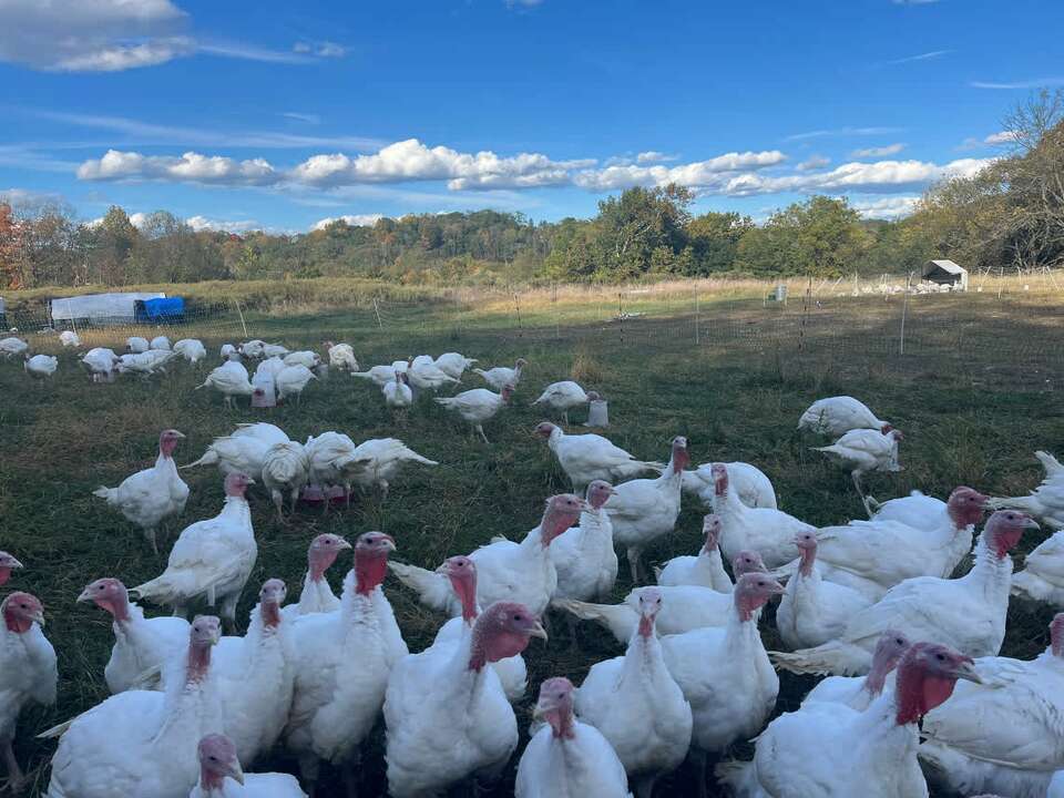 Where to get pasture-raised turkeys in upstate New York