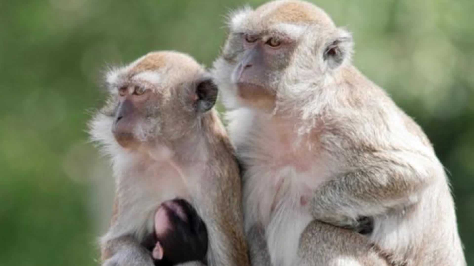 25 monkeys captured after escaping South Carolina research lab; 18 still missing