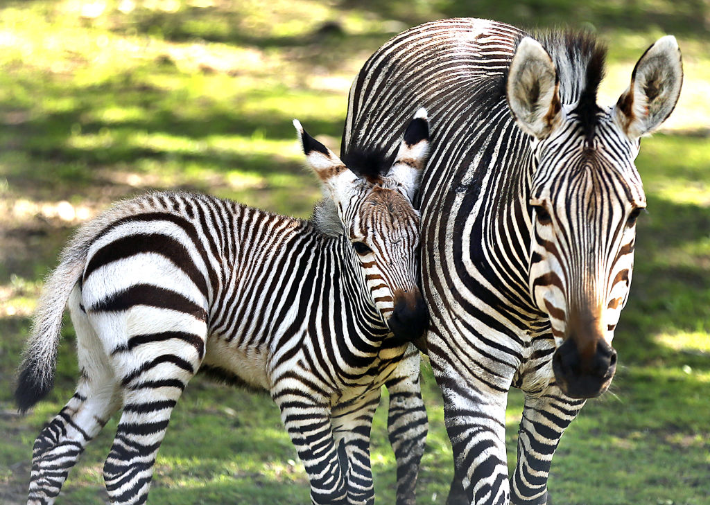Watch: Rare mountain zebra born at Texas wildlife center