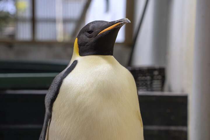 First-ever Emperor Penguin in Australia found in Denmark