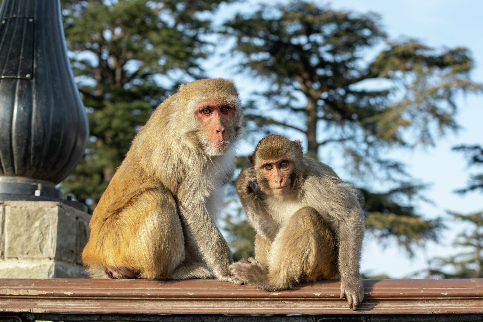 Escaped research lab monkeys could end up in Texas