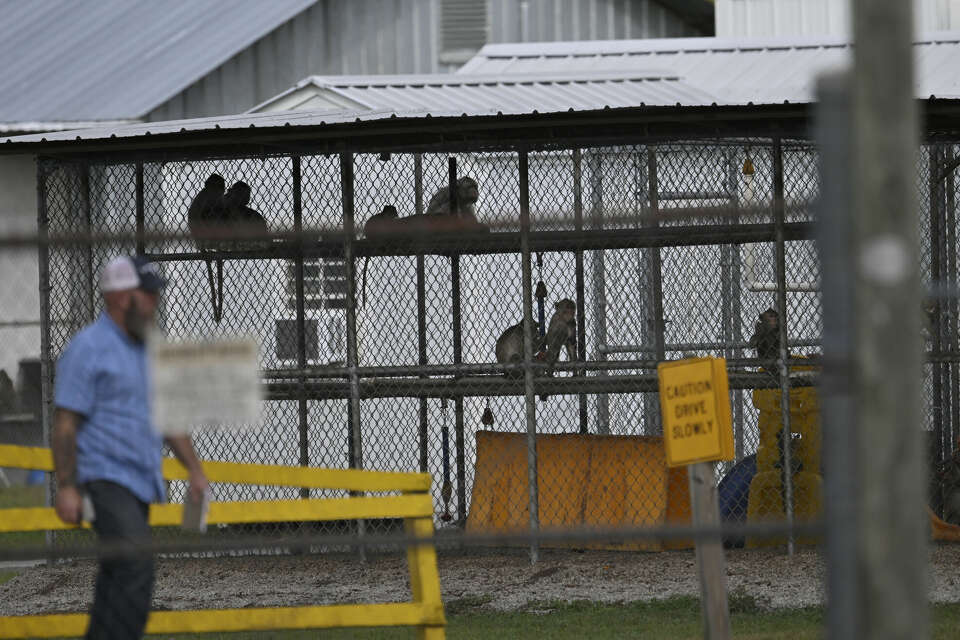 Escaped research lab monkeys could end up in Texas