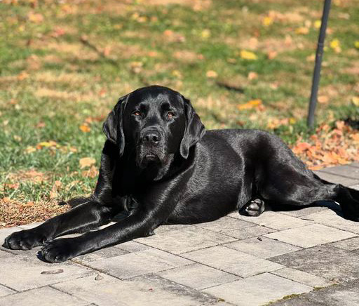 Middletown K9 Bear helps first responders, families deal with trauma