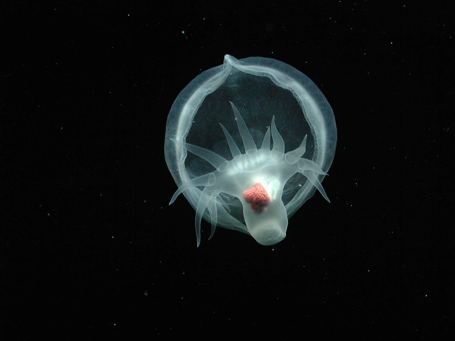 Mysterious deep-sea creature discovered off California coast
