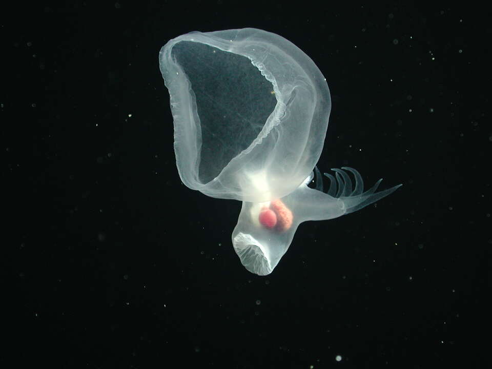 Mysterious deep-sea creature discovered off California coast