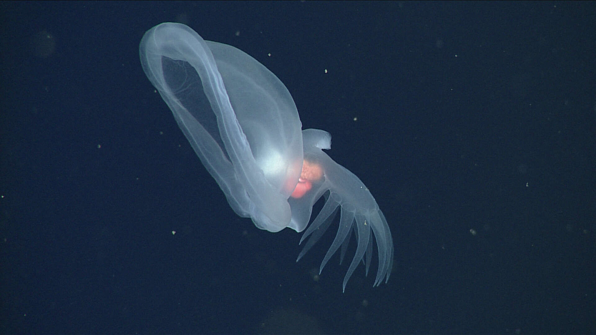 Mysterious deep-sea creature discovered off California coast