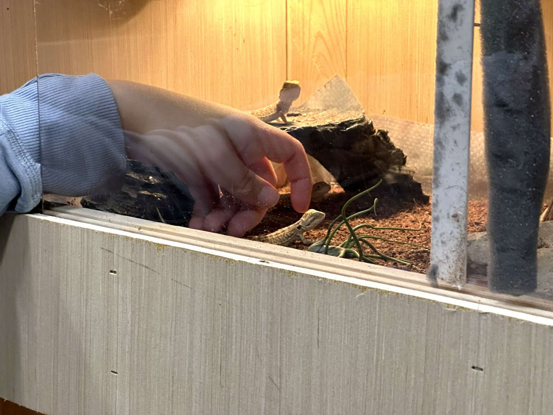Exotic pet store now open in downtown Big Rapids