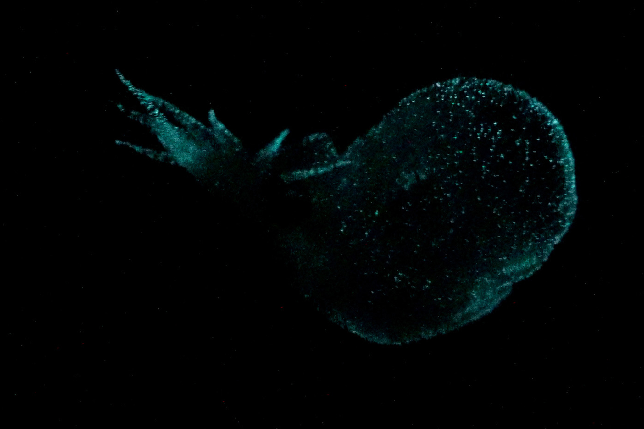 Astounding new marine species found off the California coast