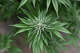 Calif. pot company with 16 dispensaries, $100M in revenue collapses